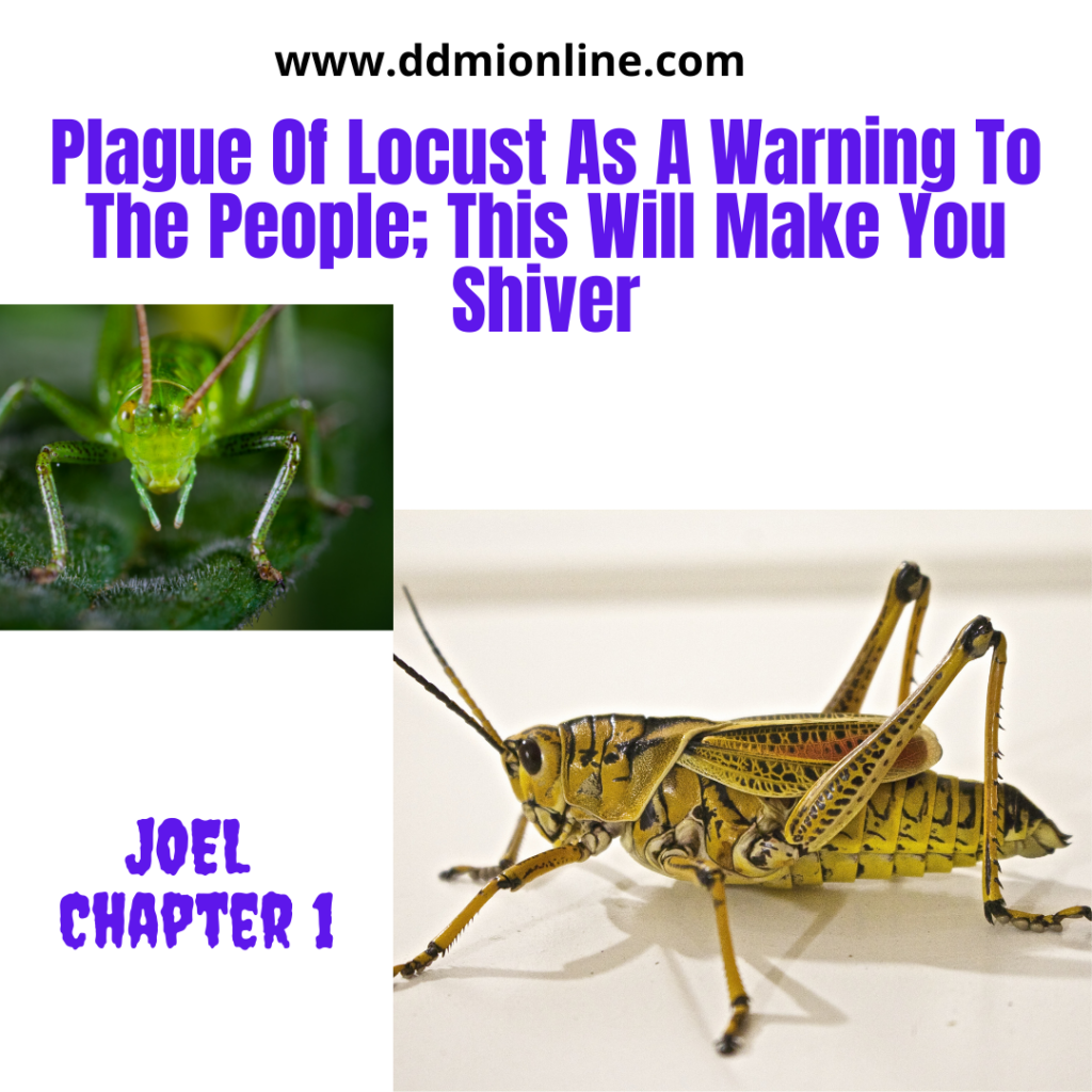 Plague Of Locust As A Warning To The People; This Will Make You Shiver ...